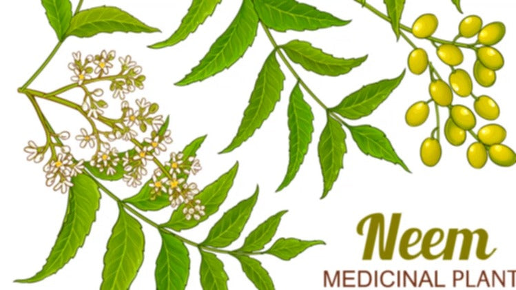 Neem and It's Benefits -Neem Toothpaste Tablet – Kaylaan LLC